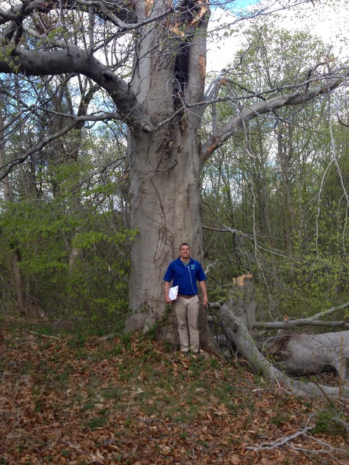 Home Page - Tall Tree Service